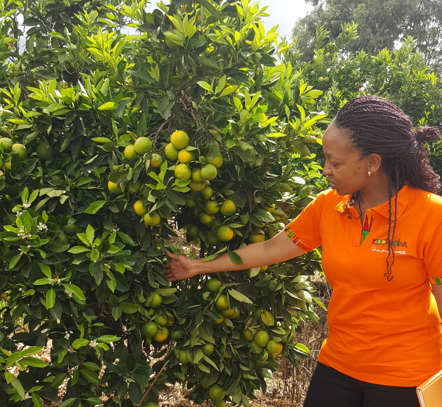Rootooba Limited | From Farm to Mouth